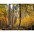 Peter Dombrovskis - Autumn Forest near Barn Bluff - Wild Island Tasmania