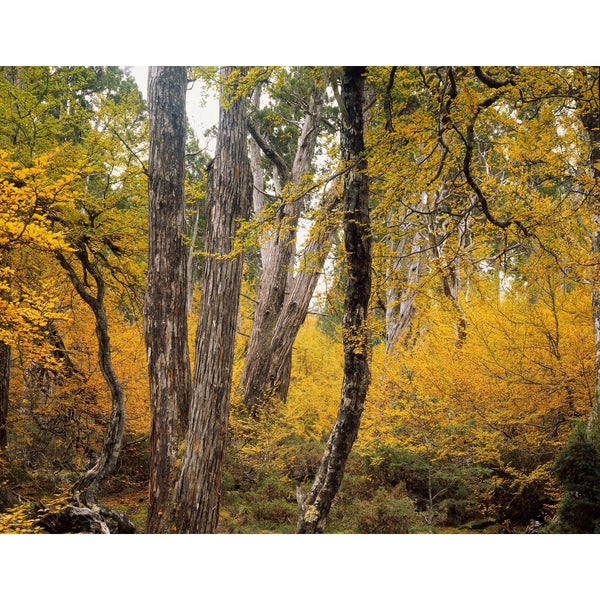 Peter Dombrovskis - Autumn Forest near Barn Bluff - Wild Island Tasmania