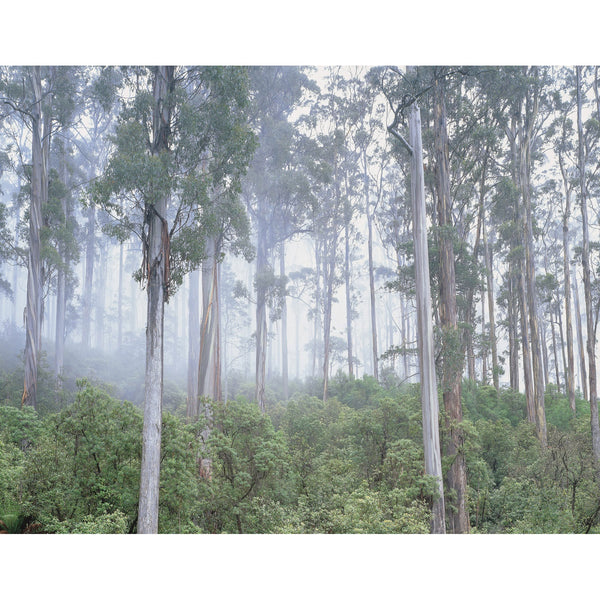 Photographic Prints Page 6 - Wild Island Tasmania