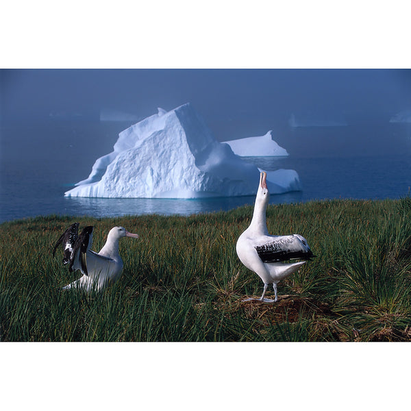 Graham Robertson - Birds and Bergs in Mist - Wild Island Tasmania