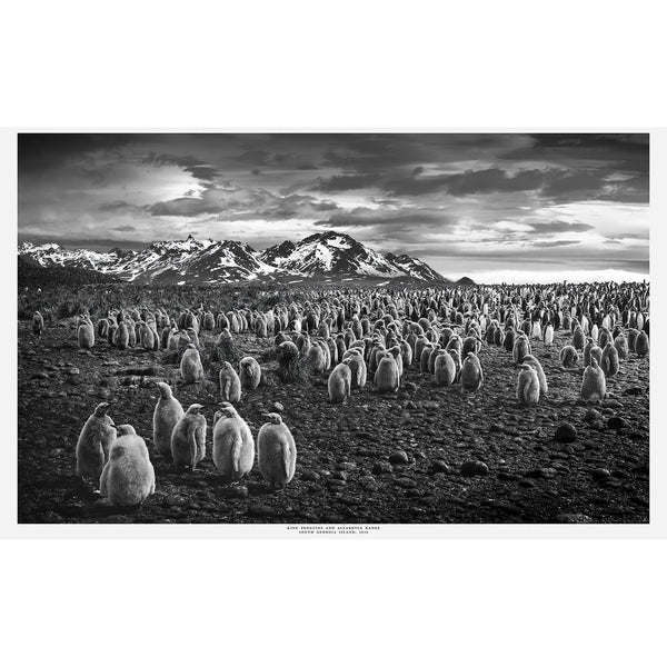 Peter Cosier - King Penguins and Allardyce Range, South Georgia Island ...