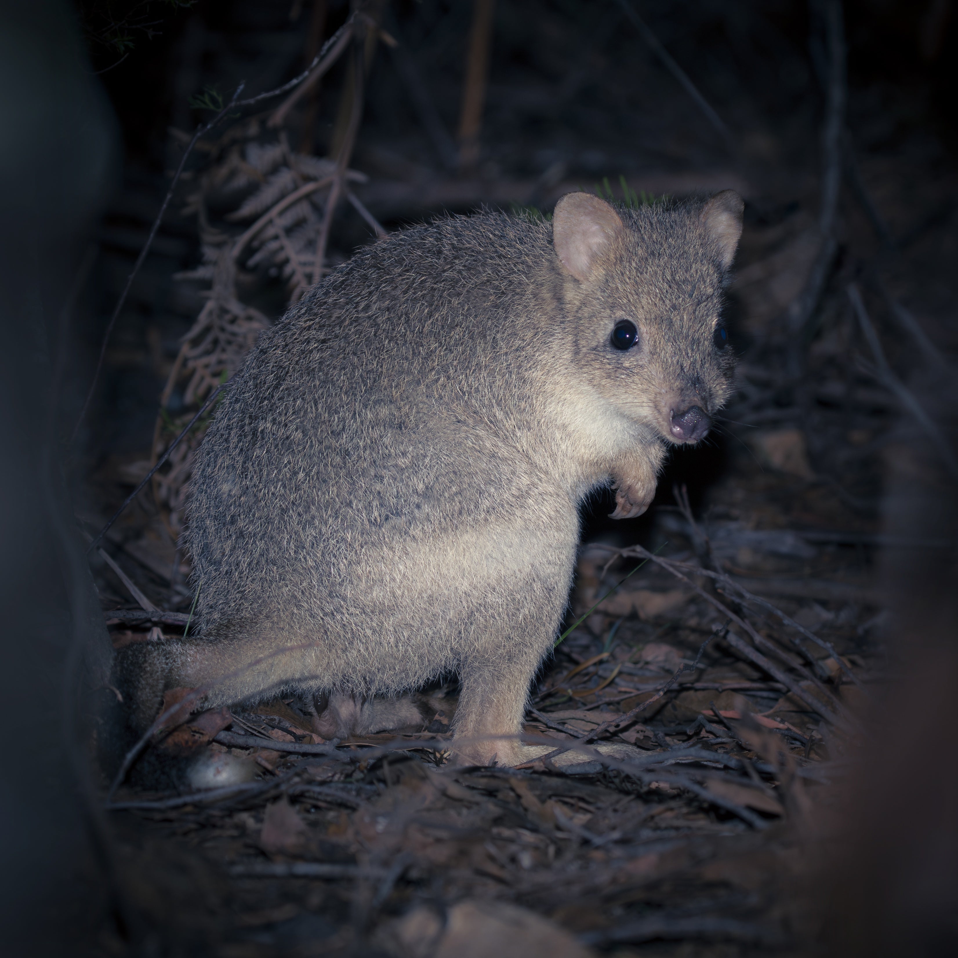 Ryan Francis - Eastern Bettong - Wild Island Tasmania
