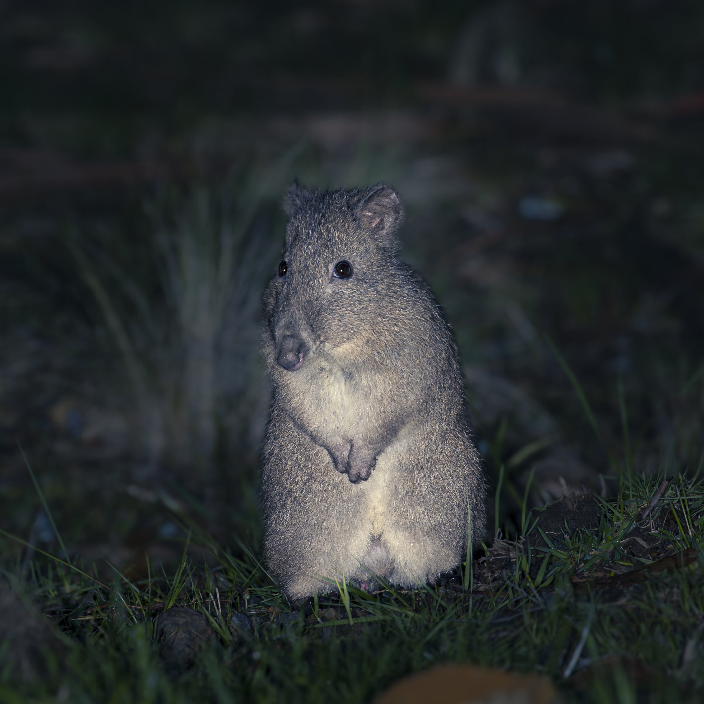 Ryan Francis - Long-Nosed Poteroo - Wild Island Tasmania