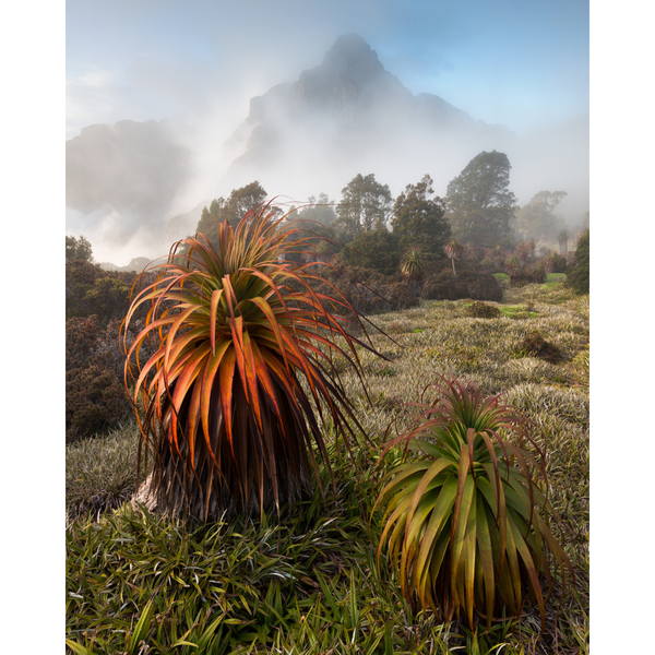 Nick Monk - Pandani at Mount Anne - Wild Island Tasmania