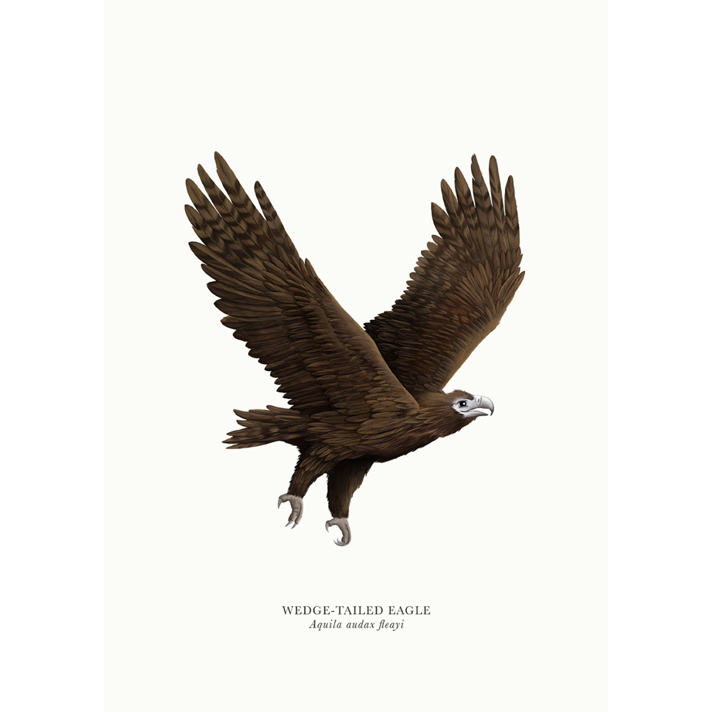 Sam Lyne - Art Print - Wedge-Tailed Eagle Solo - Wild Island Tasmania