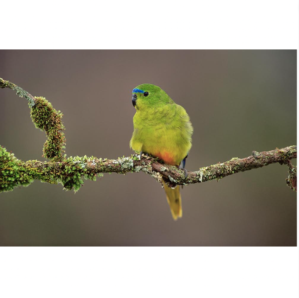 Dave watts - Orange-bellied Parrot, Neophema chrysogaster - Wild Island ...