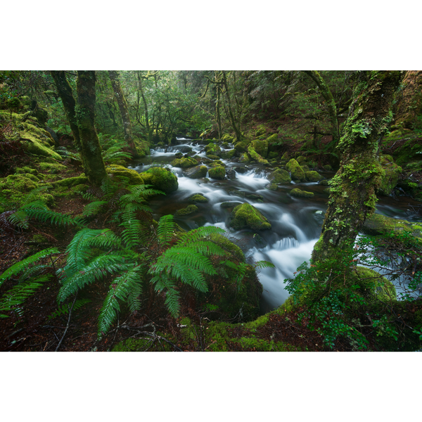 Nick Monk - Tarkine Stream - Wild Island Tasmania
