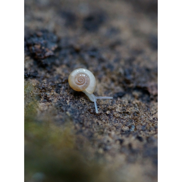 Bruno Bell - Ammoniropa vigens (Ammonite Pinwheel Snail) - Wild Island ...