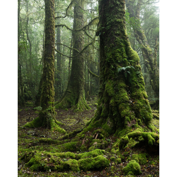 Nick Monk - Myrtles in Light Mist, North East Highlands - Wild Island ...